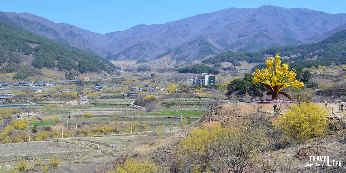 Visiting the Gurye Sansuyu Festival in South Korea | Travel Guide