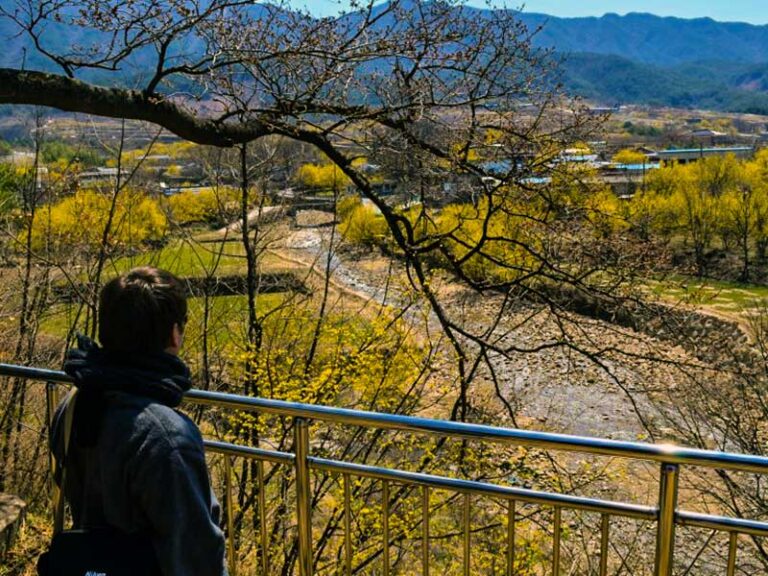 Visiting the Gurye Sansuyu Festival in South Korea | Travel Guide